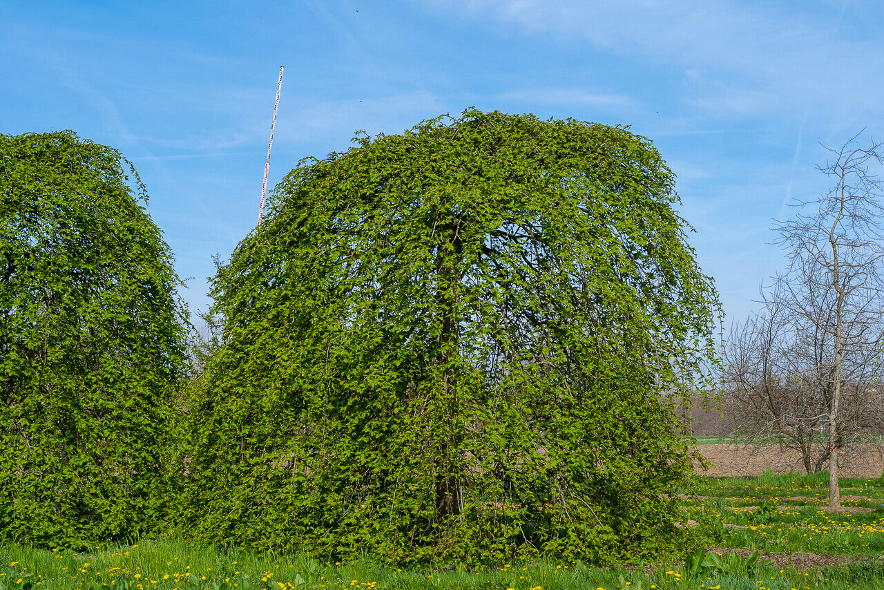 Carpinus betulus 'Pendula' | Carpinus betulus 'Pendula' - Van den Berk ...
