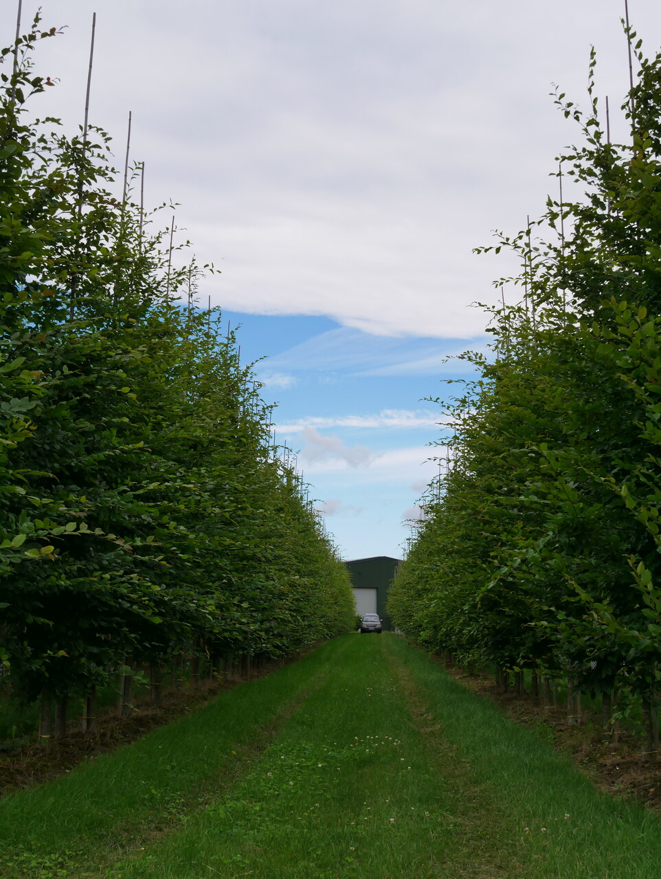 Carpinus betulus | Hornbeam, Common hornbeam - Van den Berk Nurseries