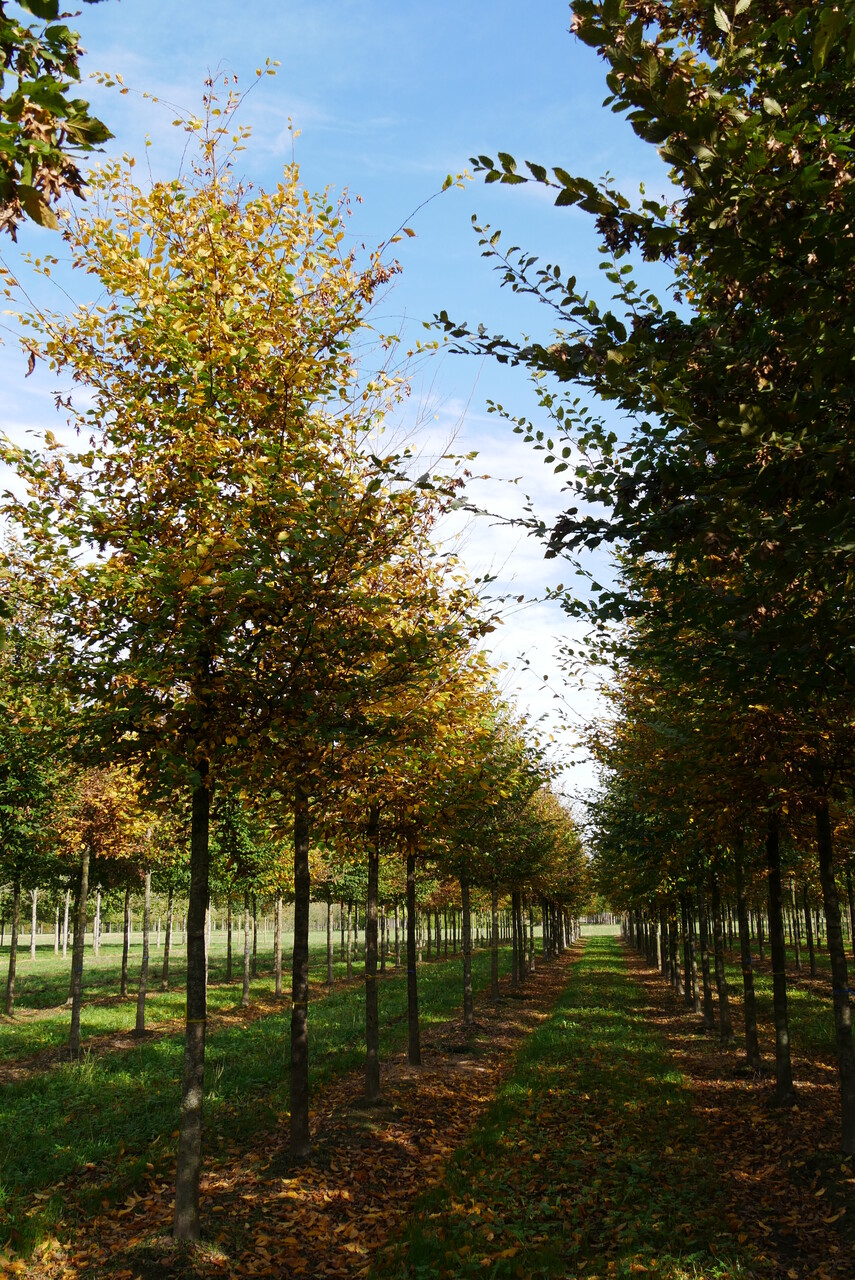 Carpinus betulus | Hornbeam, Common hornbeam - Van den Berk Nurseries