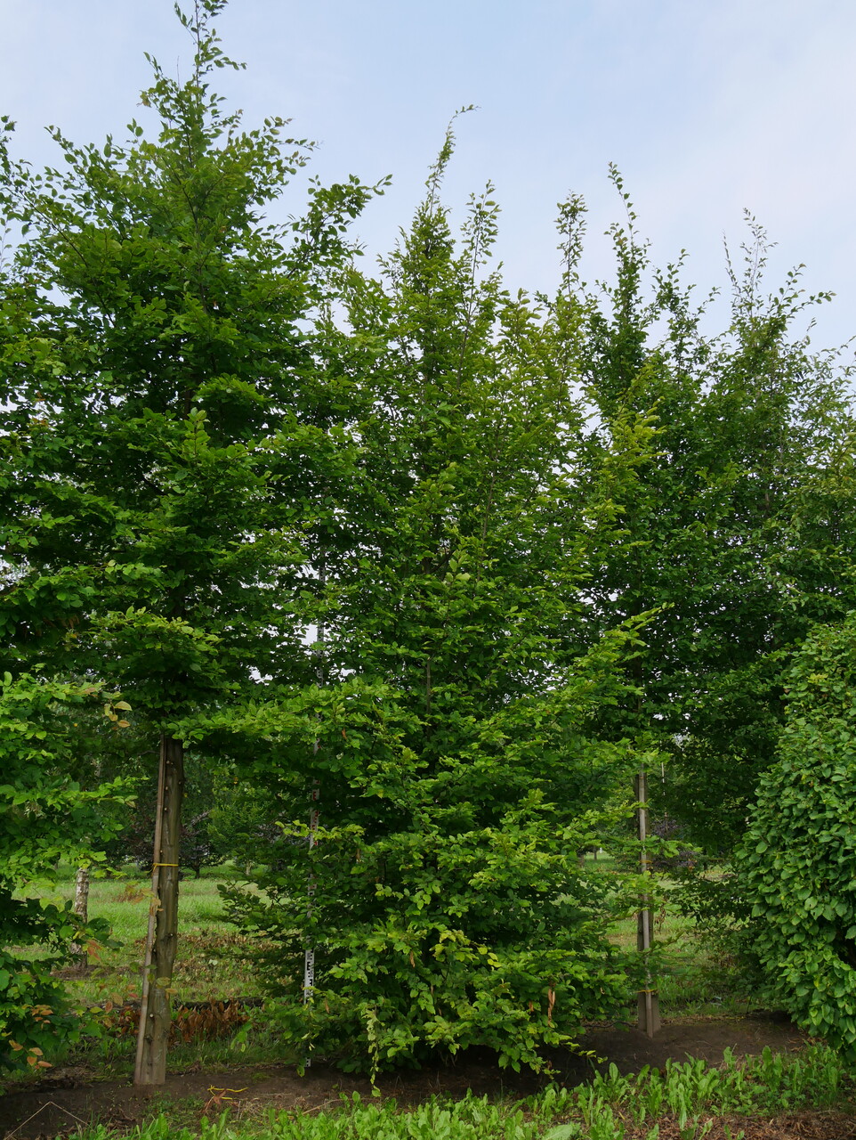 Carpinus betulus | Hornbeam, Common hornbeam - Van den Berk Nurseries