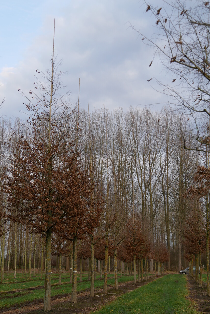 Carpinus betulus | Hornbeam, Common hornbeam - Van den Berk Nurseries