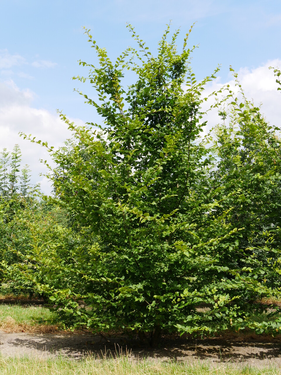 Carpinus betulus | Hornbeam, Common hornbeam - Van den Berk Nurseries