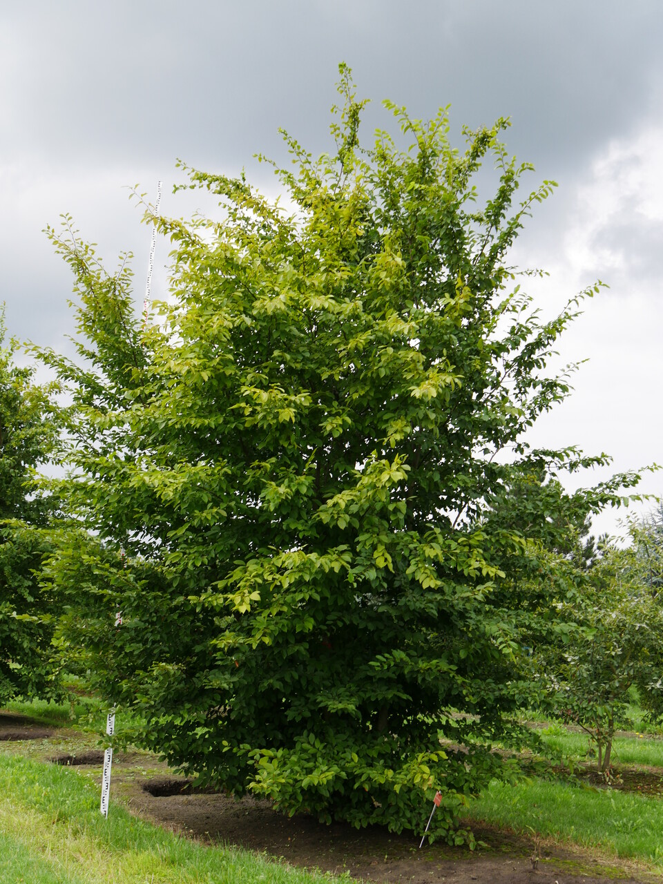 Carpinus betulus | Hornbeam, Common hornbeam - Van den Berk Nurseries