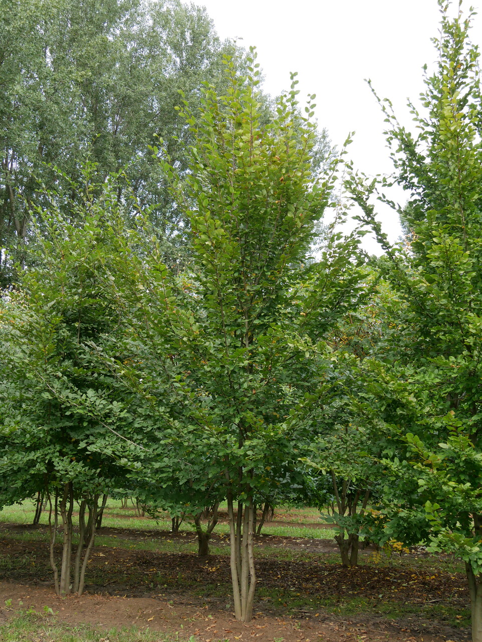 Carpinus betulus | Hornbeam, Common hornbeam - Van den Berk Nurseries