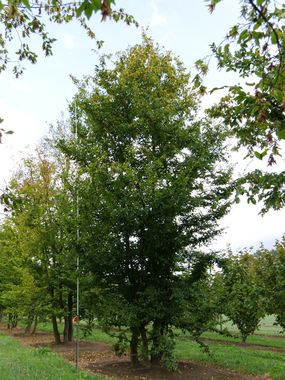 Carpinus betulus | Hornbeam, Common hornbeam - Van den Berk Nurseries