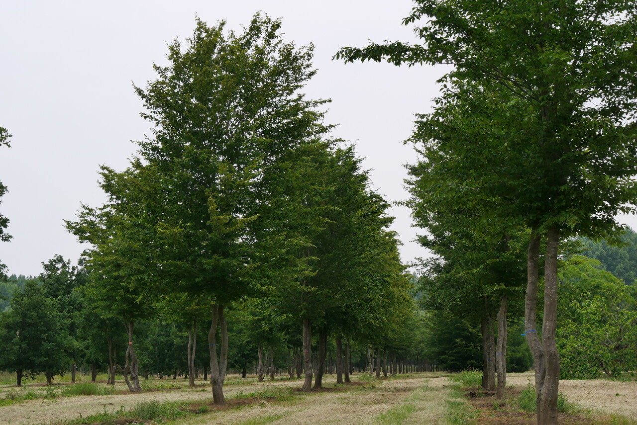 Carpinus betulus | Hornbeam, Common hornbeam - Van den Berk Nurseries