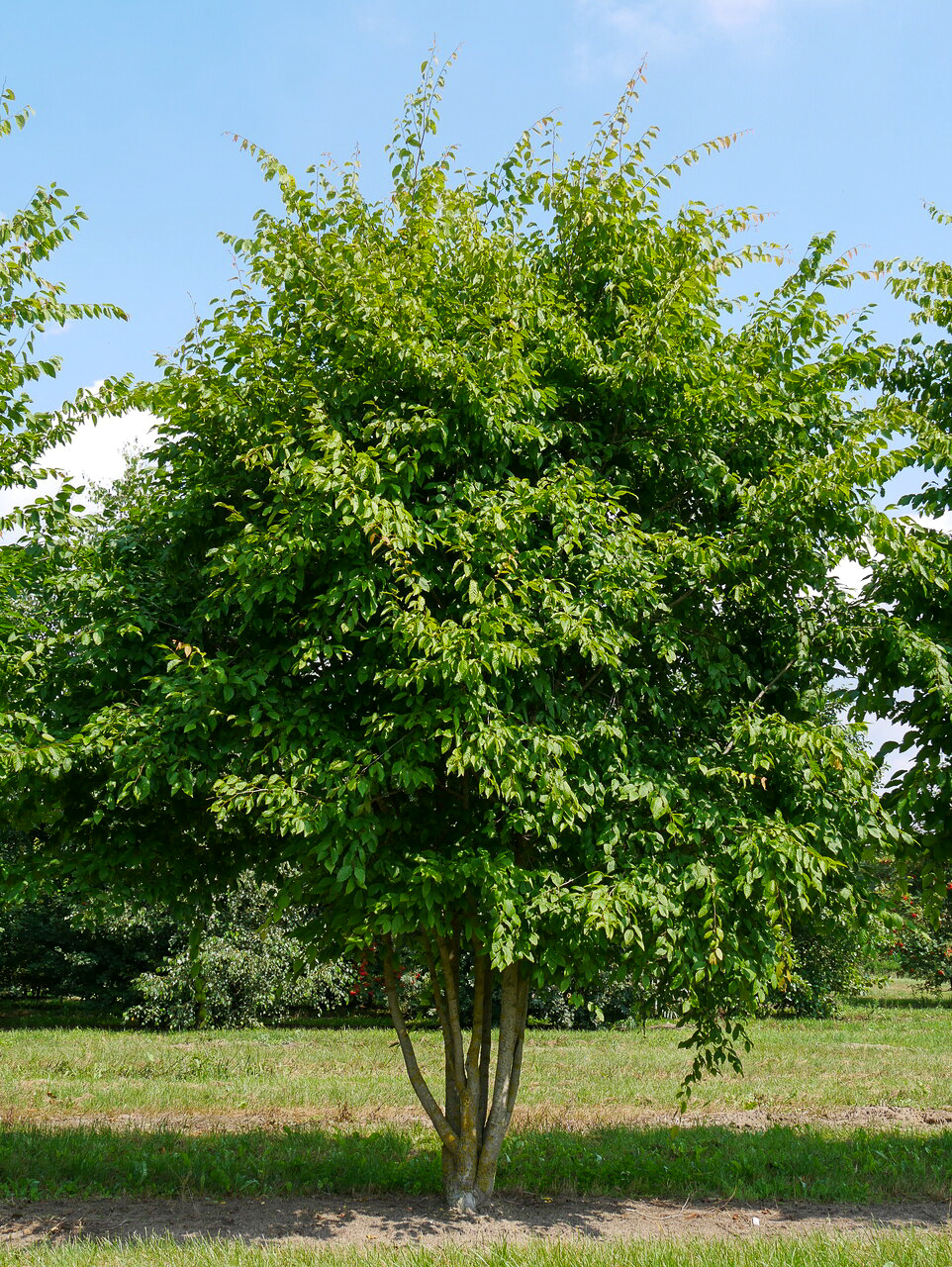 Carpinus caroliniana | American hornbeam, Blue beech - Van den Berk ...