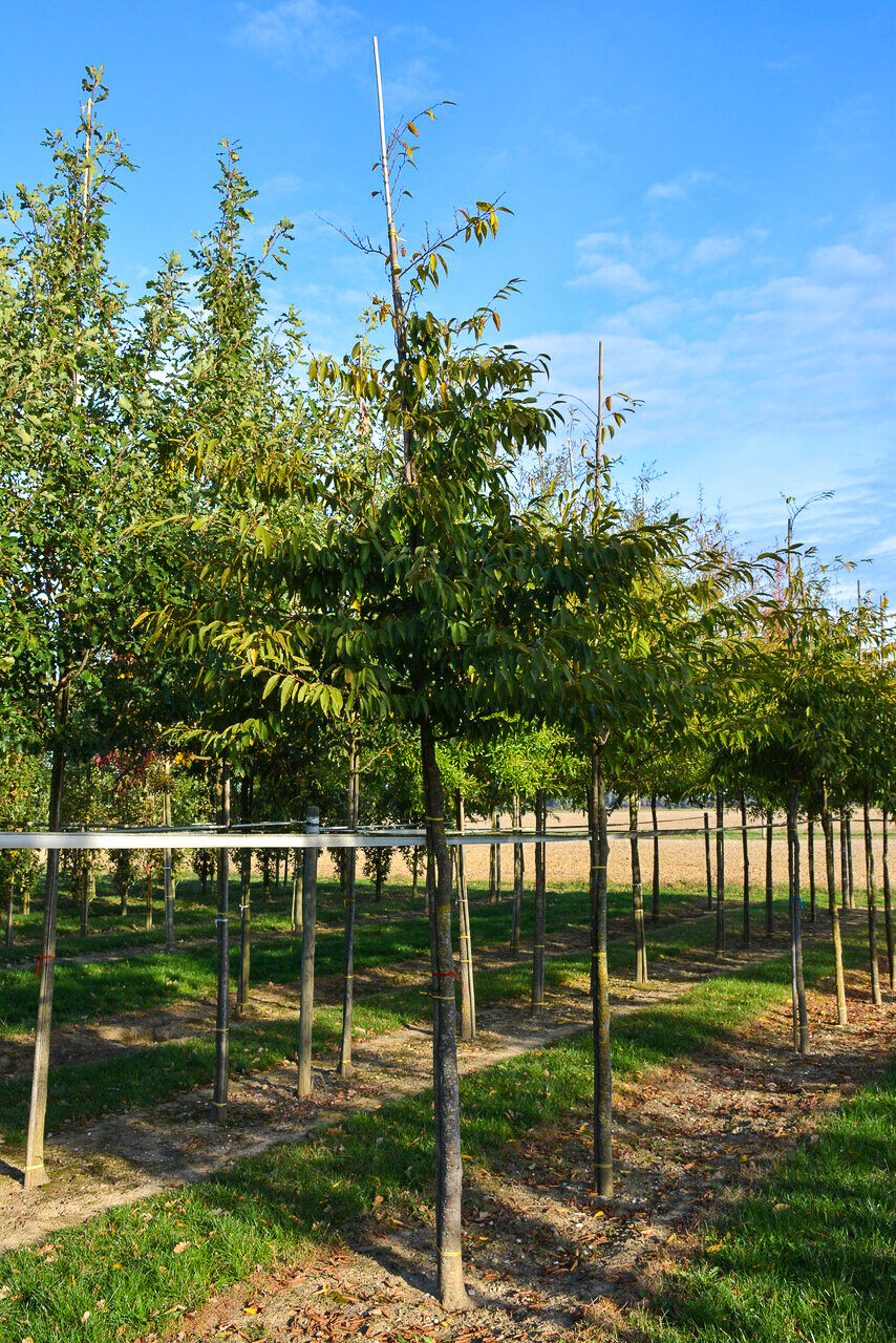 Carpinus japonica | Japanese Hornbeam - Van den Berk Nurseries