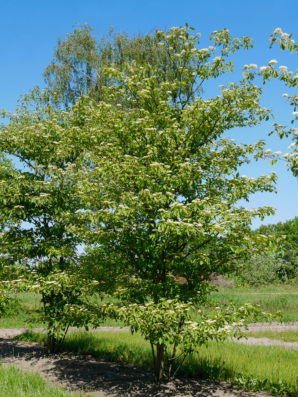 Cornus alternifolia | Pagoda dogwood - Van den Berk Nurseries