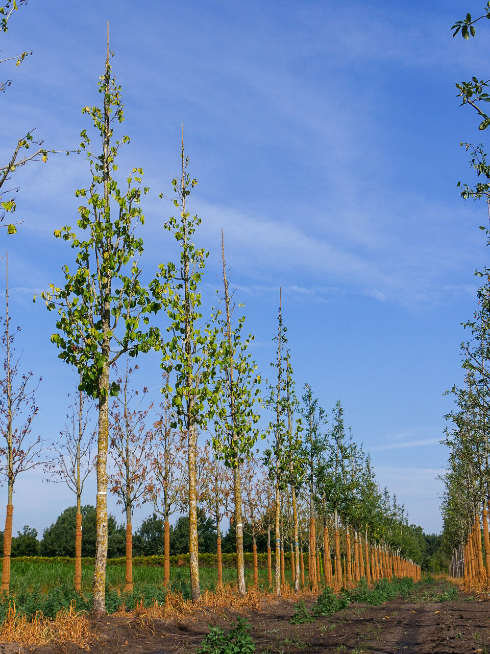 Corylus colurna TREEVOLUTION® 'VDB Obelisk' | Corylus colurna 'VDB ...