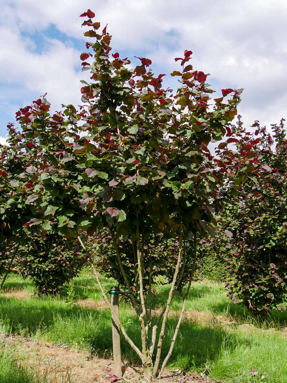 Corylus maxima 'Purpurea' | Purple giant filbert - Van den Berk Nurseries