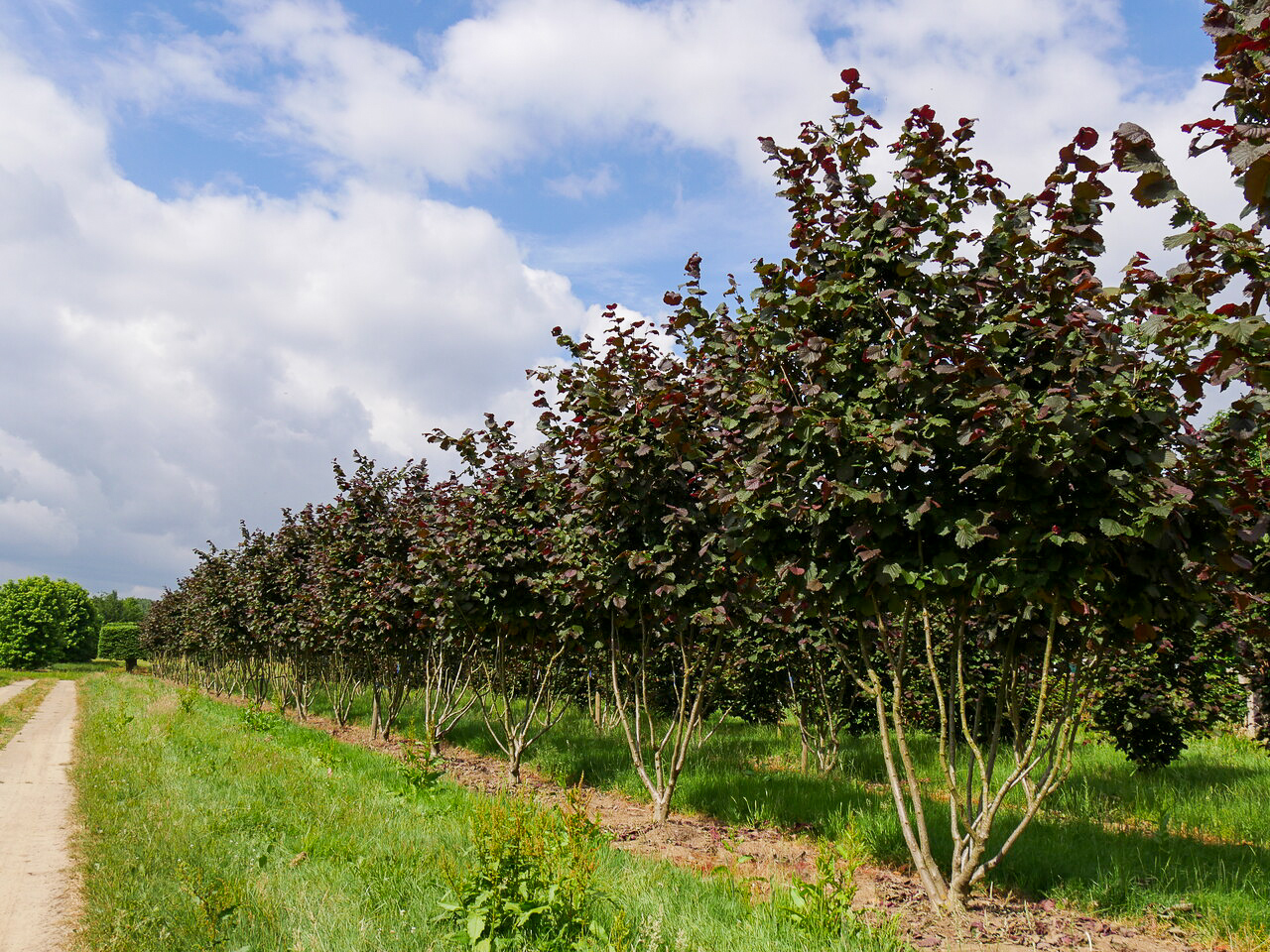 Corylus maxima 'Purpurea' | Purple giant filbert - Van den Berk Nurseries