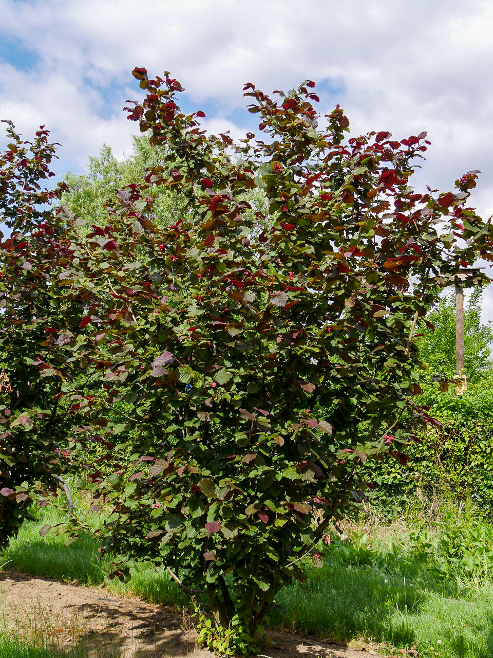 Corylus maxima 'Purpurea' | Purple giant filbert - Van den Berk Nurseries