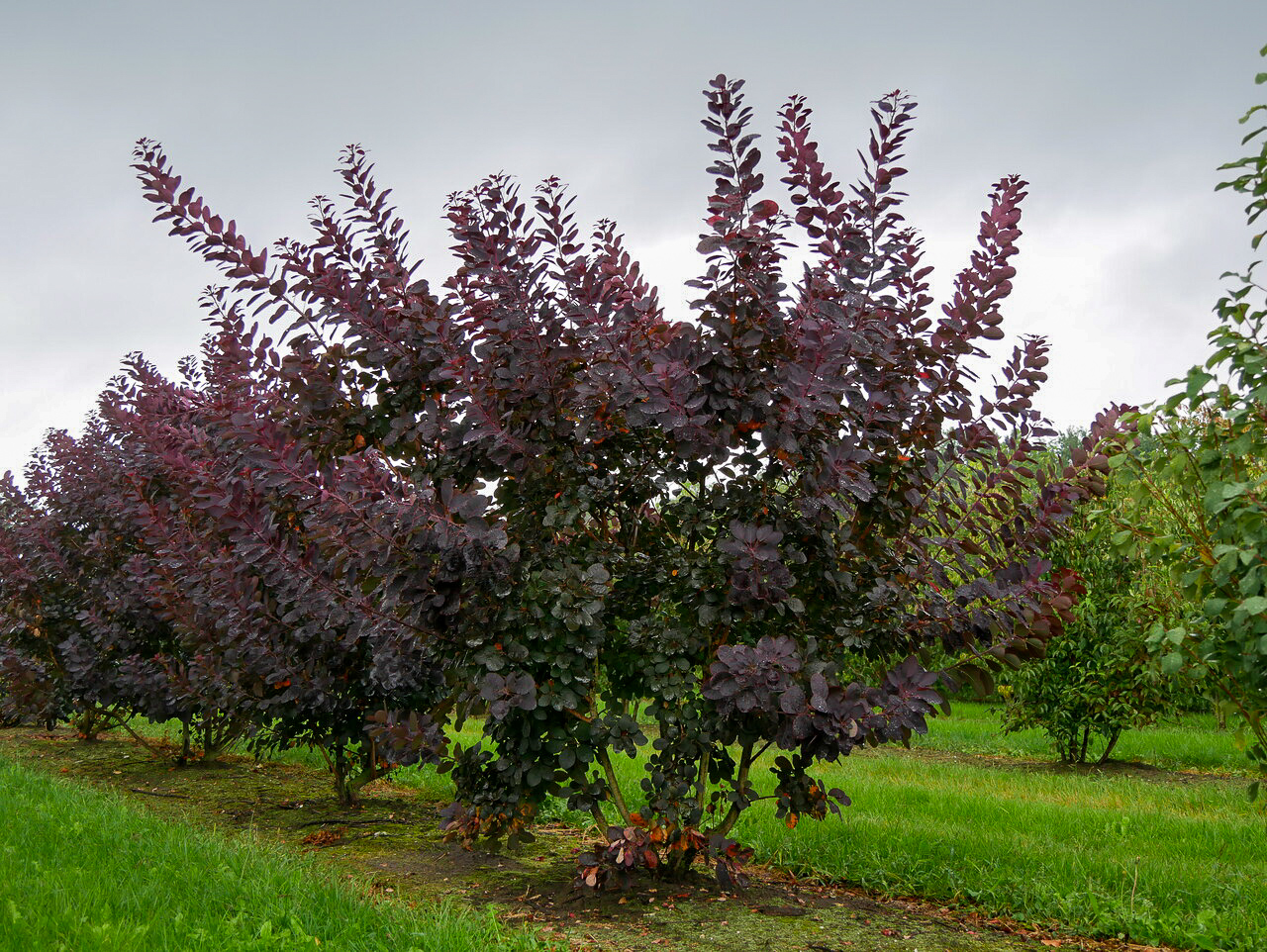 Cotinus coggygria 'Royal Purple' | Cotinus coggygria 'Royal Purple ...