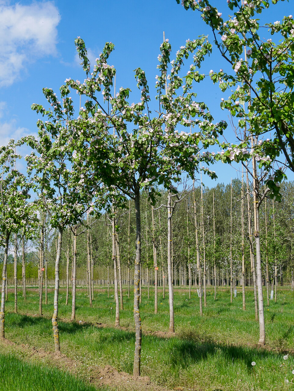 Cydonia oblonga 'Champion' | Cydonia oblonga 'Champion' - Van den Berk ...