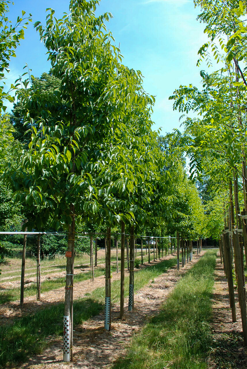 Eucommia ulmoides | Hardy rubber tree, Guttapercha tree - Van den Berk ...