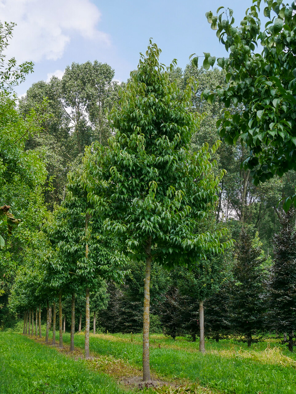 Eucommia ulmoides | Hardy rubber tree, Guttapercha tree - Van den Berk ...