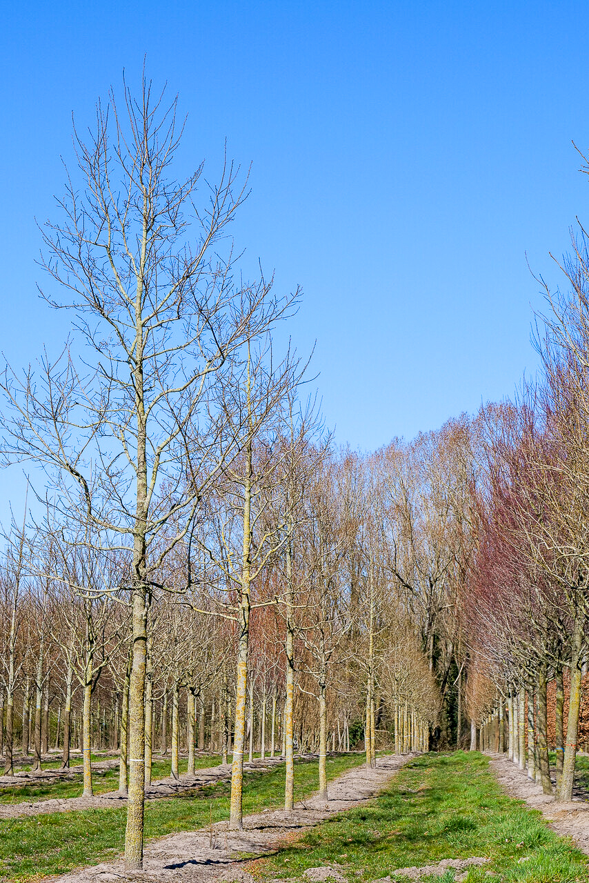 Eucommia ulmoides | Hardy rubber tree, Guttapercha tree - Van den Berk ...