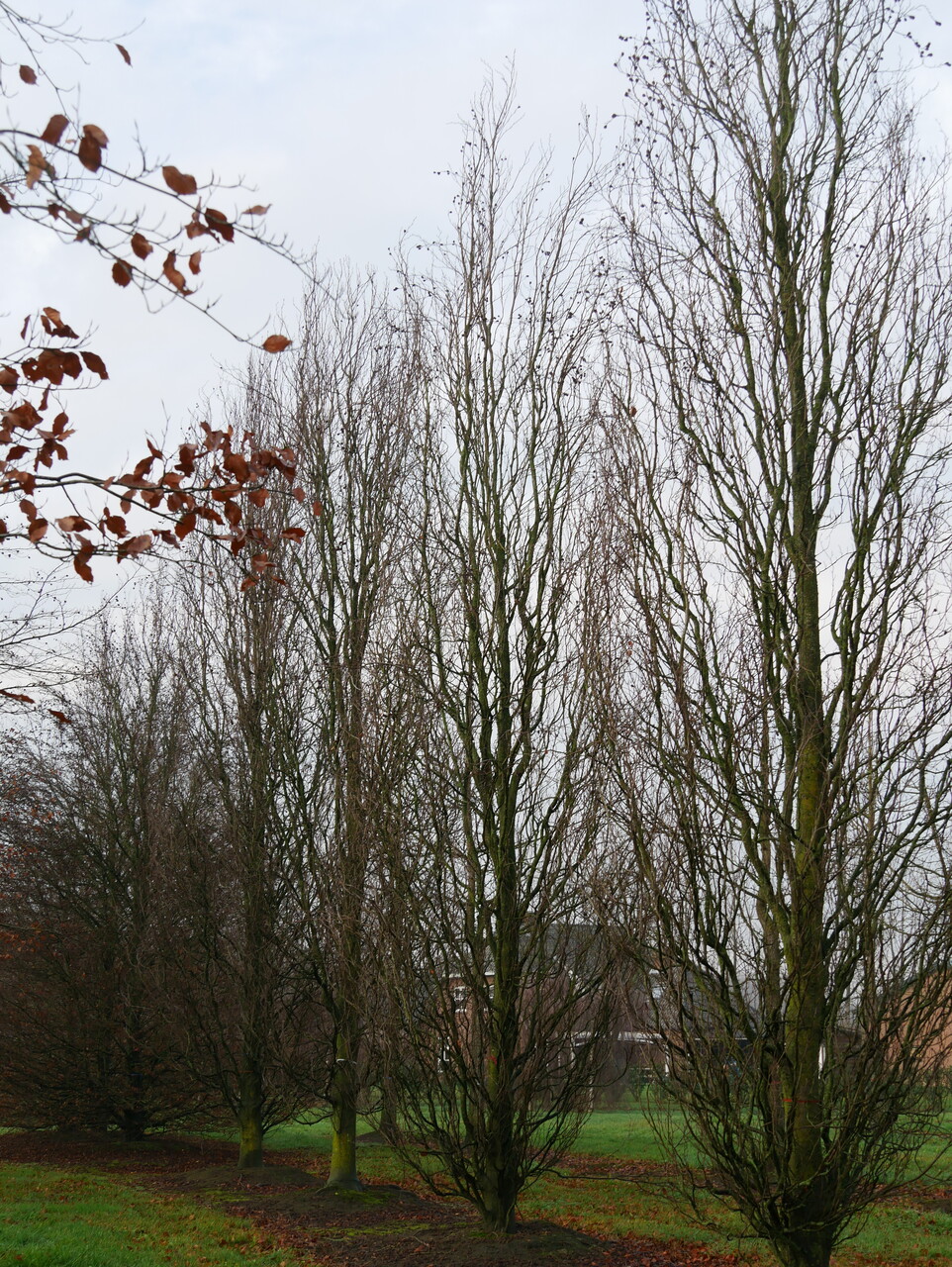 Fagus sylvatica 'Dawyck' | Dawyck beech - Van den Berk Nurseries