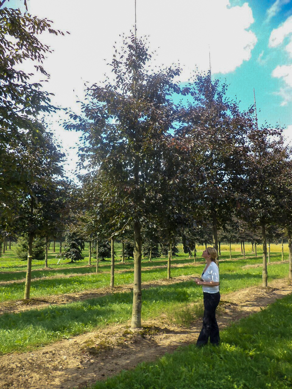 Fagus sylvatica 'Riversii' | Fagus sylvatica 'Riversii' - Van den Berk ...