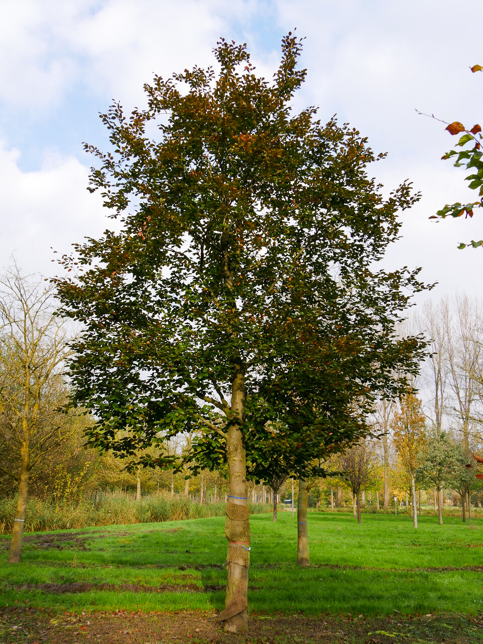 Fagus sylvatica 'Riversii' | Fagus sylvatica 'Riversii' - Van den Berk ...