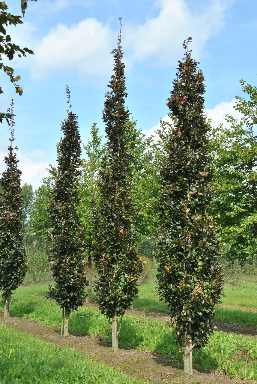 Fagus sylvatica 'Rohan Obelisk' | Fagus sylvatica 'Rohan Obelisk' - Van ...