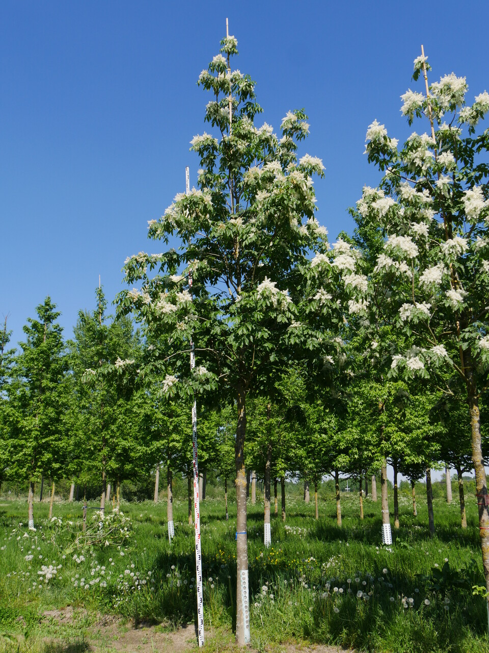 Fraxinus ornus | Flowering ash, Manna ash - Van den Berk Nurseries