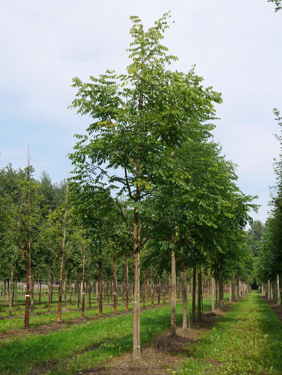 Gymnocladus dioica | Kentucky coffee tree - Van den Berk Nurseries