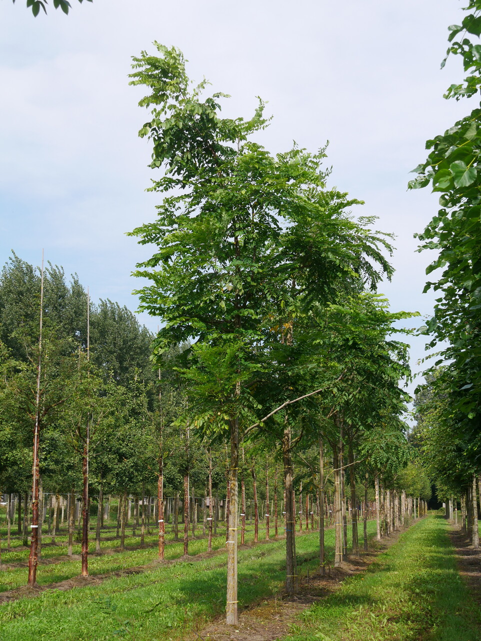 Gymnocladus dioica | Kentucky coffee tree - Van den Berk Nurseries