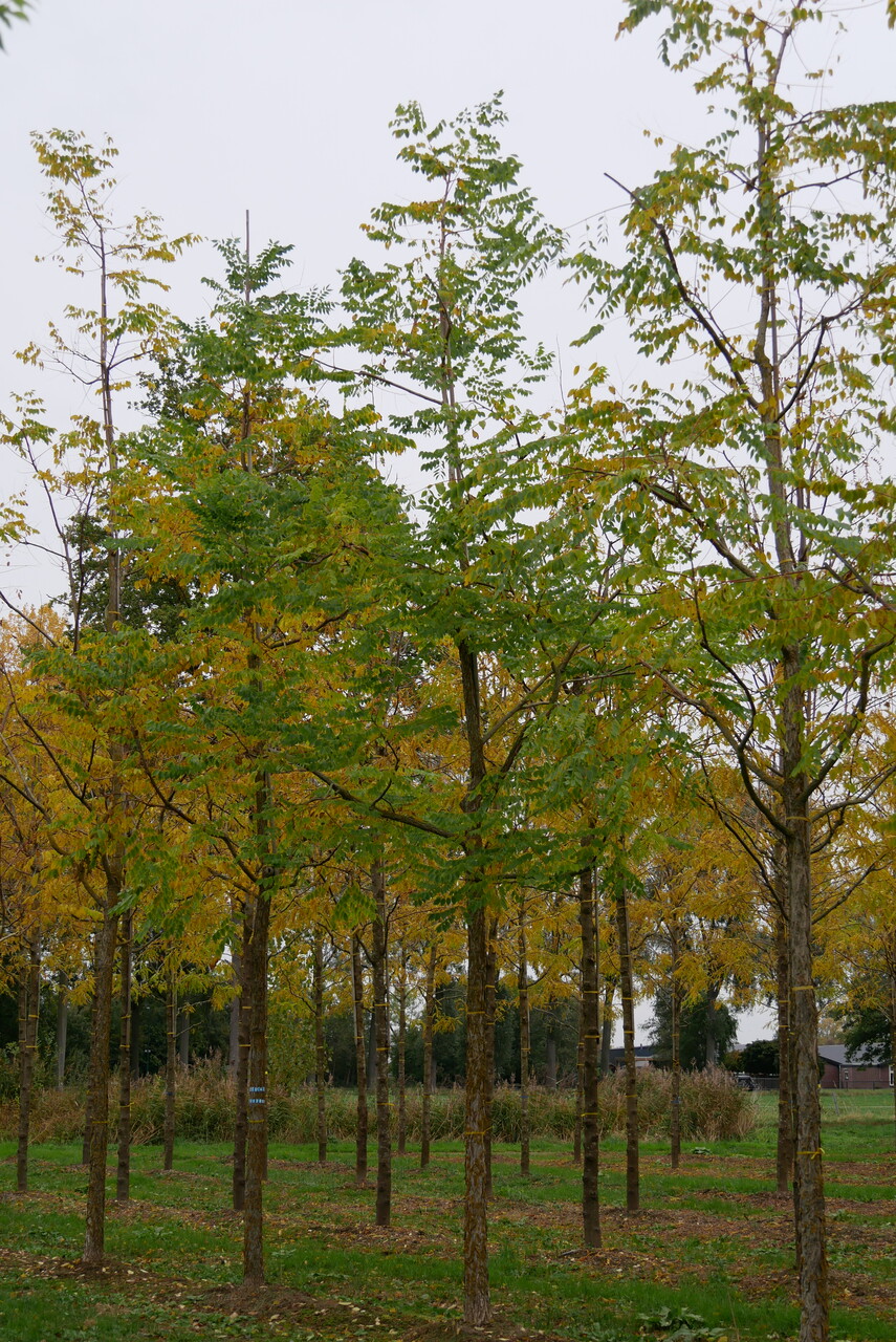 Gymnocladus dioica | Kentucky coffee tree - Van den Berk Nurseries