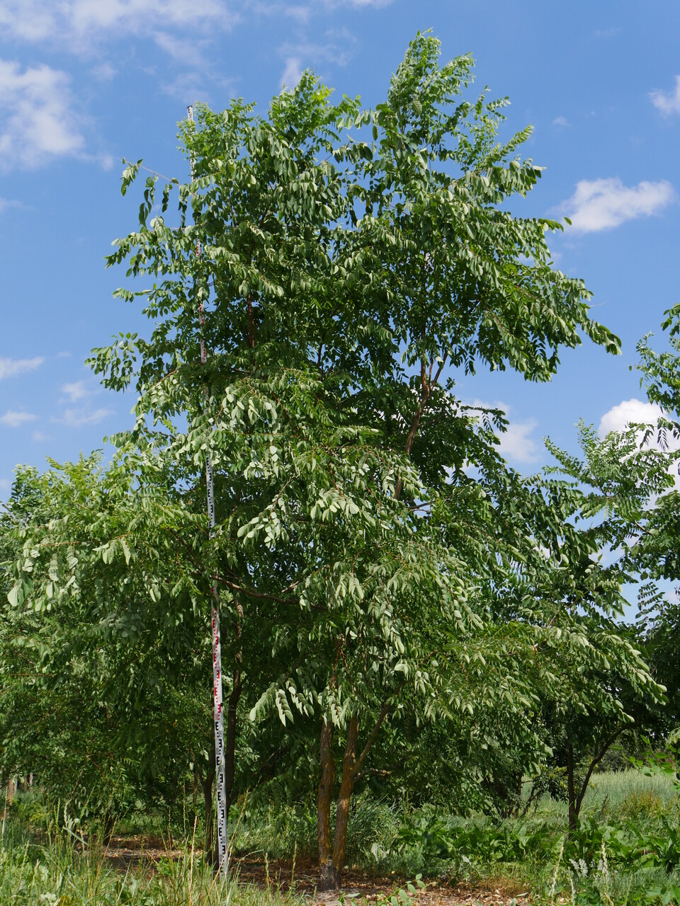 Gymnocladus dioica | Kentucky coffee tree - Van den Berk Nurseries