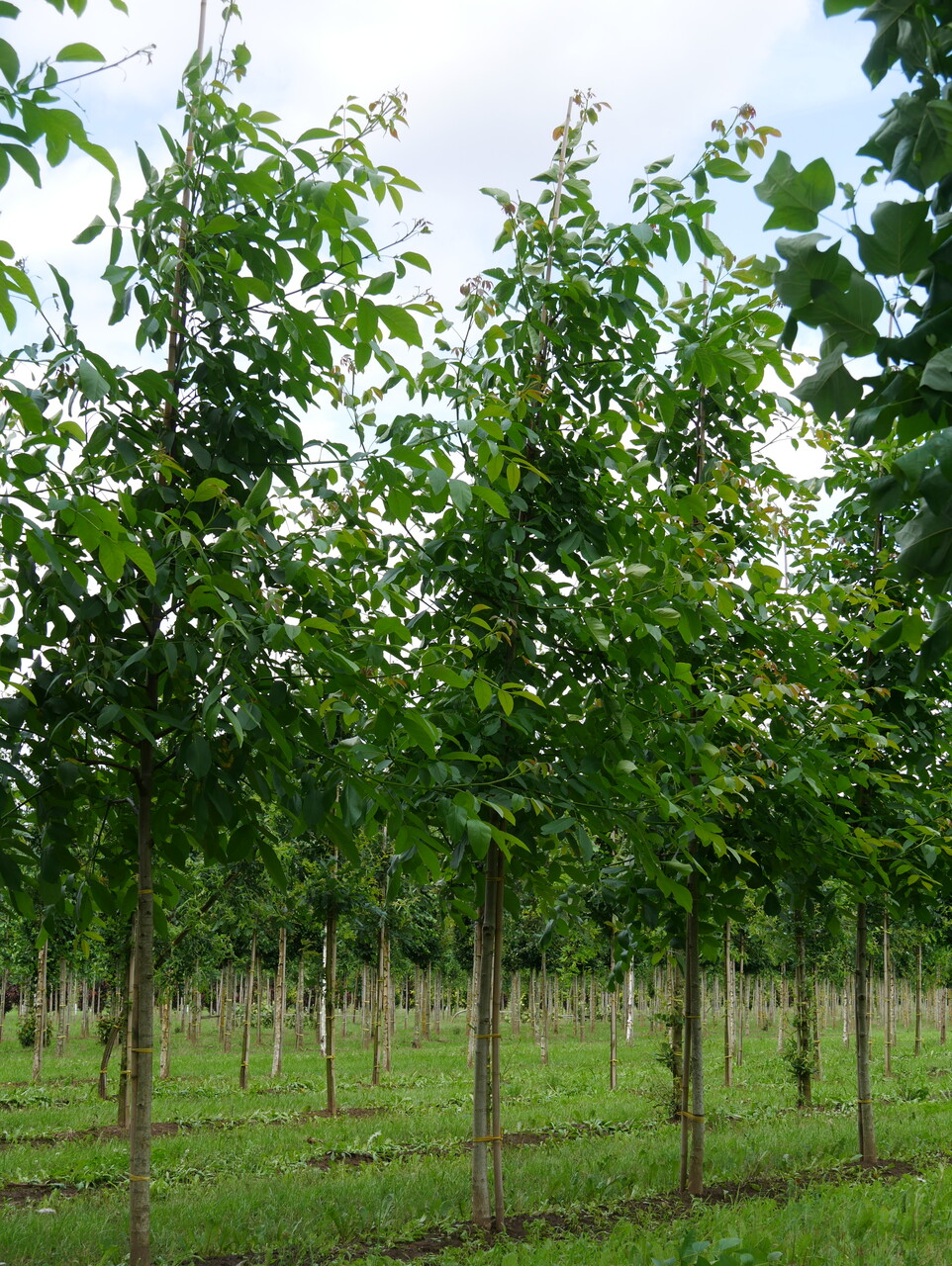 Juglans regia | Common walnut - Van den Berk Nurseries