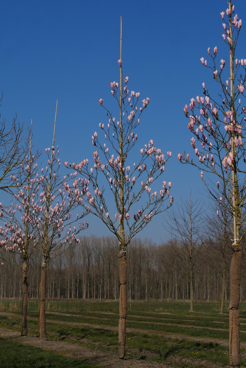 Magnolia 'Heaven Scent' | Magnolia 'Heaven Scent' - Van den Berk Nurseries