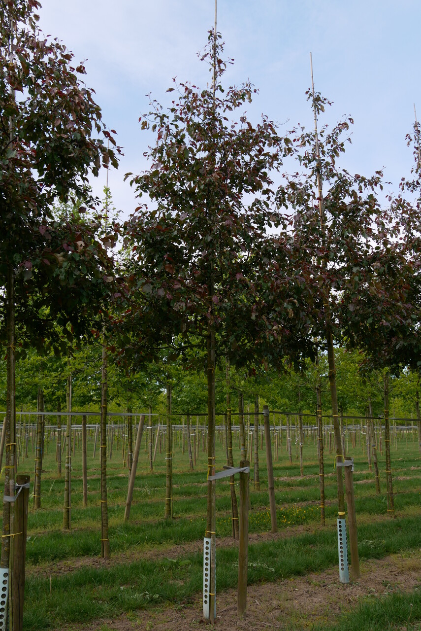 Malus 'Rudolph' | Flowering Crab - Van den Berk Nurseries