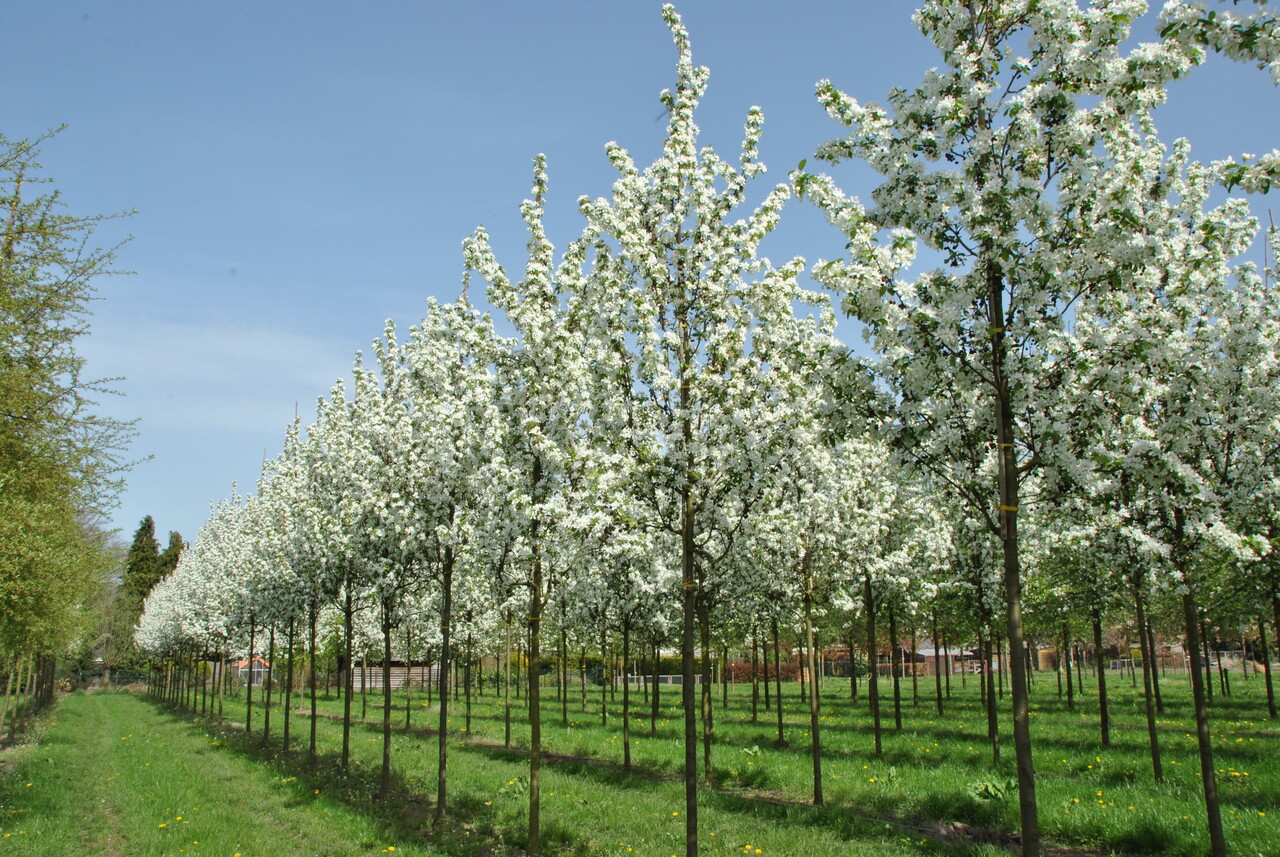 Malus baccata 'Street Parade' | Flowering Crab - Van den Berk Nurseries