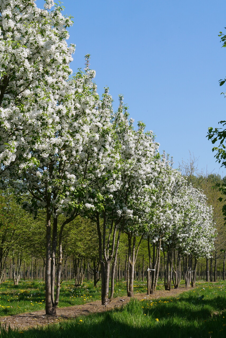 Malus sylvestris | Wild crab, European wild apple - Van den Berk Nurseries