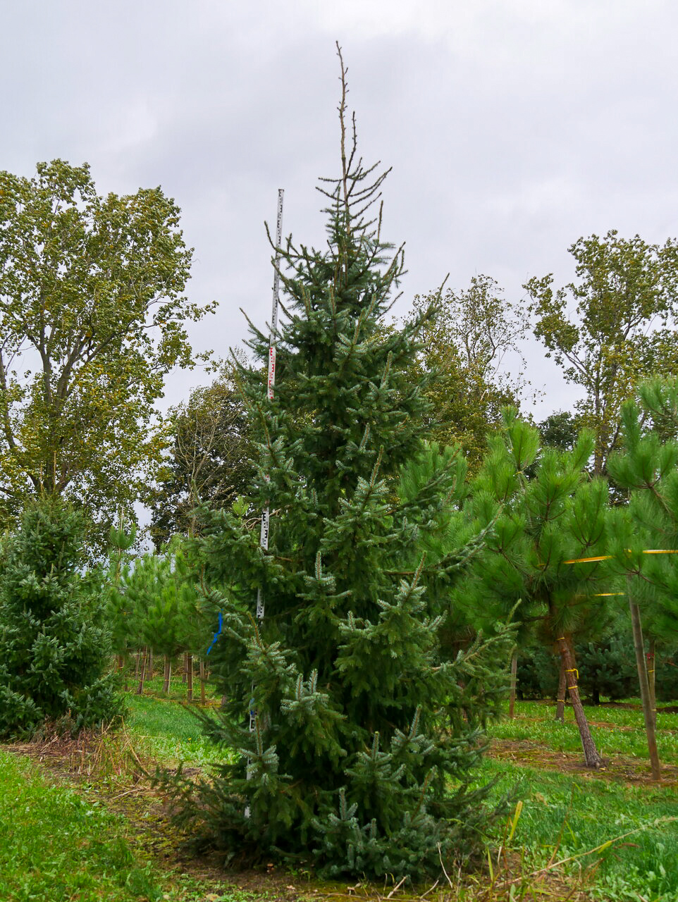 Picea omorika | Serbian spruce - Van den Berk Nurseries