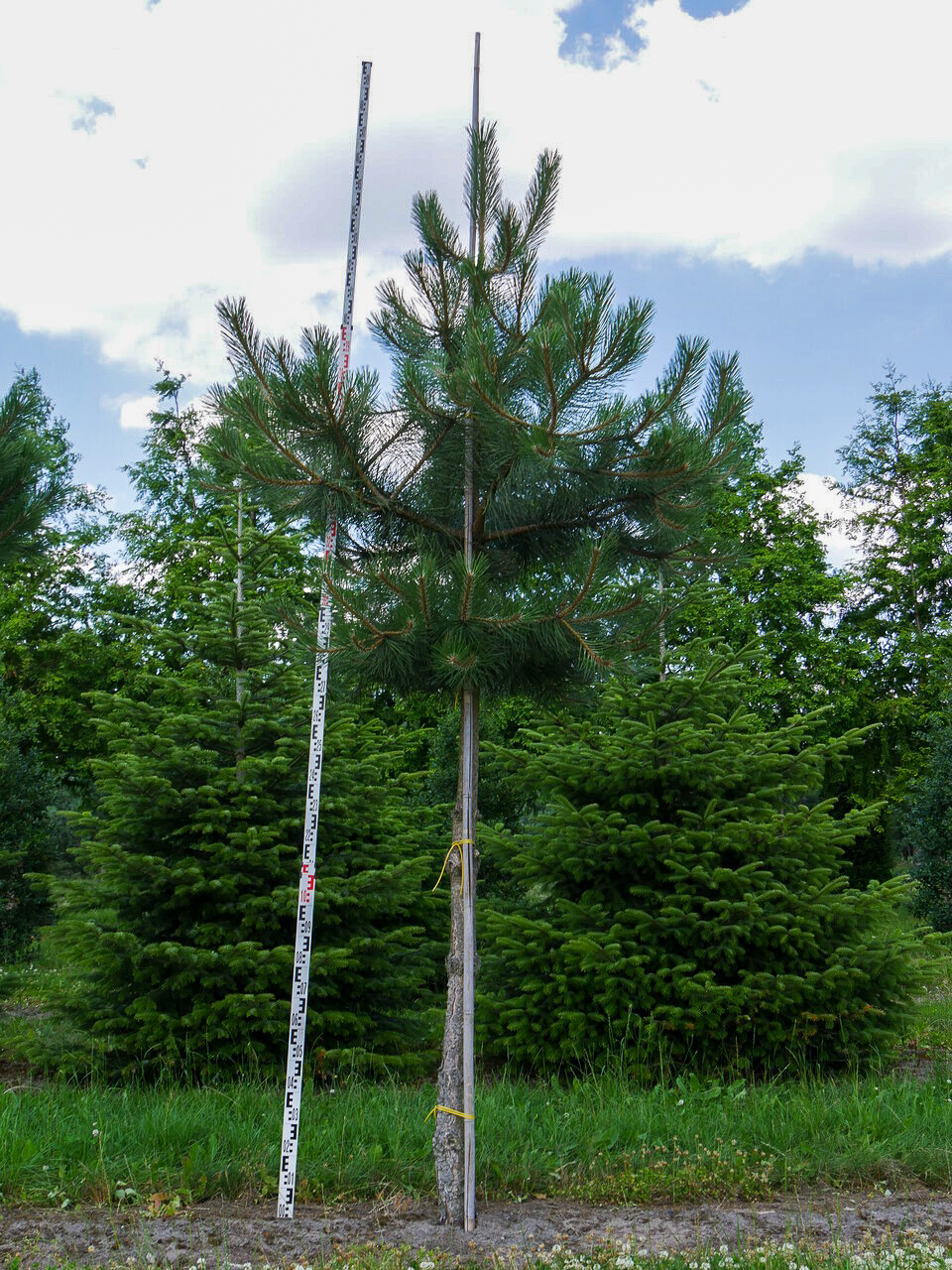 Pinus nigra subsp. nigra | Austrian pine, Black pine - Van den Berk ...