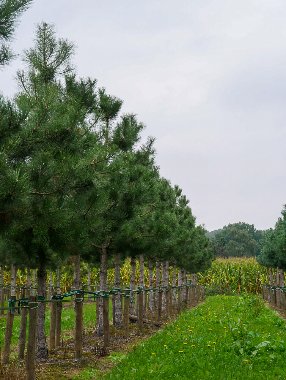 Pinus nigra subsp. nigra | Austrian pine, Black pine - Van den Berk ...