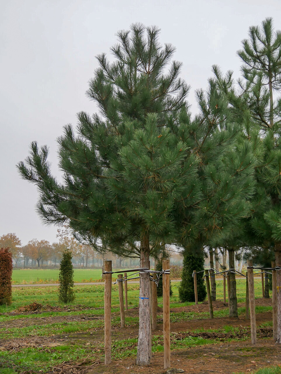 Pinus nigra subsp. nigra | Austrian pine, Black pine - Van den Berk ...