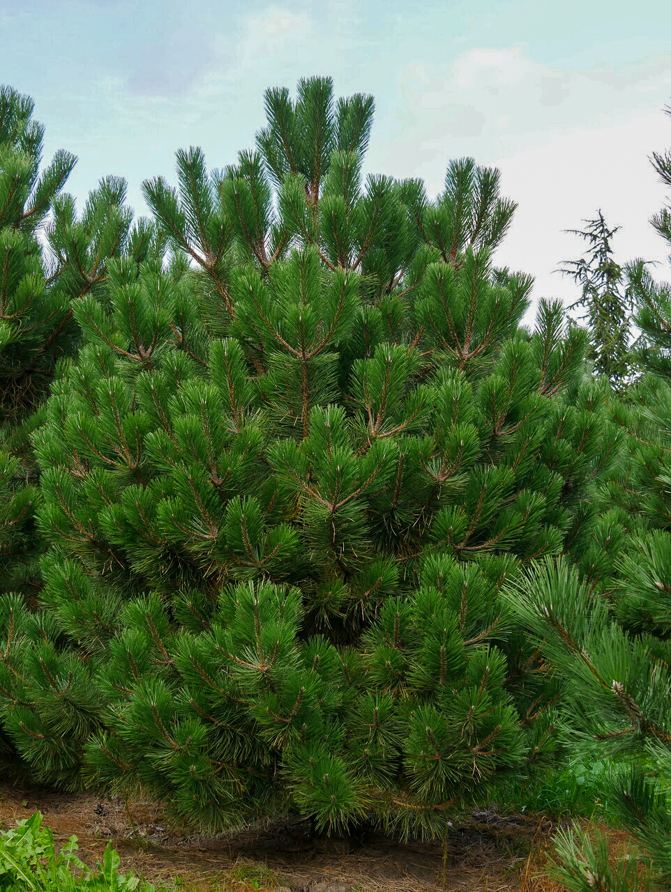 Pinus nigra subsp. nigra | Austrian pine, Black pine - Van den Berk ...