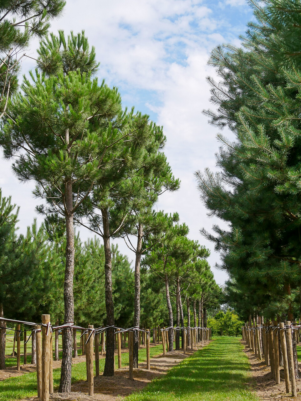 Pinus pinea | Umbrella pine, Stone pine - Van den Berk Nurseries