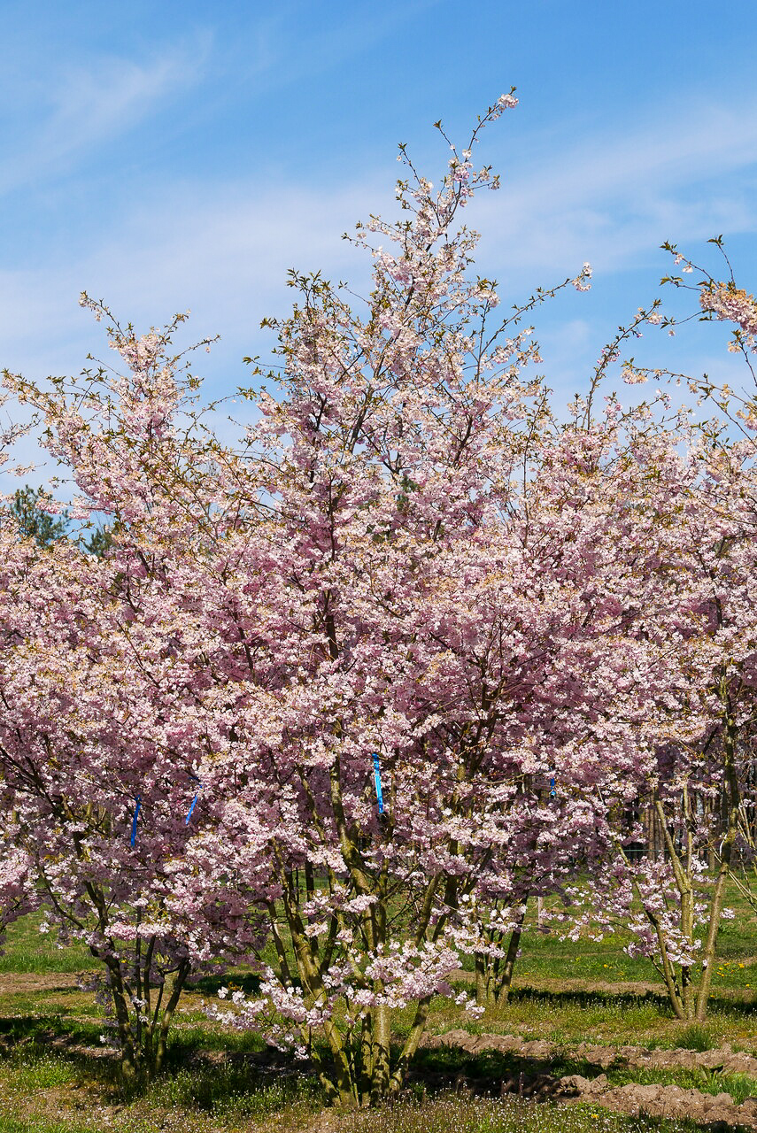 Prunus 'Accolade' | Prunus 'Accolade' - Van den Berk Nurseries