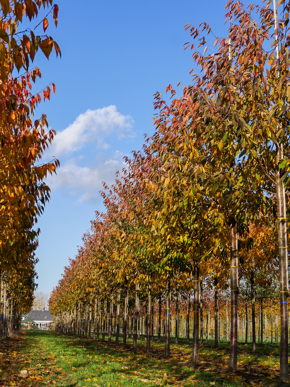 Prunus avium 'Plena' | Prunus avium 'Plena' - Van den Berk Nurseries