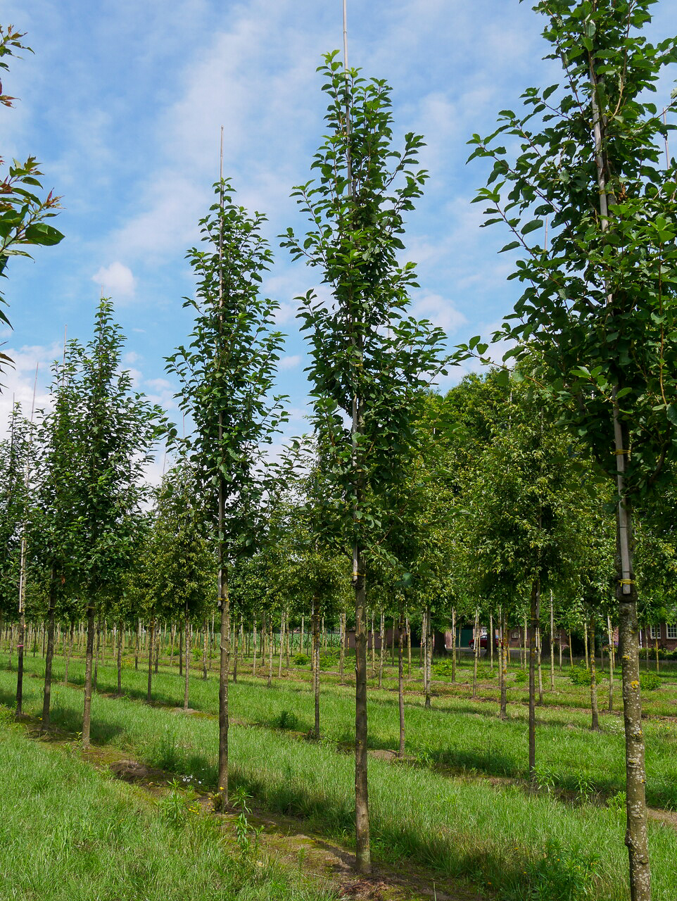 Prunus padus | European bird cherry - Van den Berk Nurseries