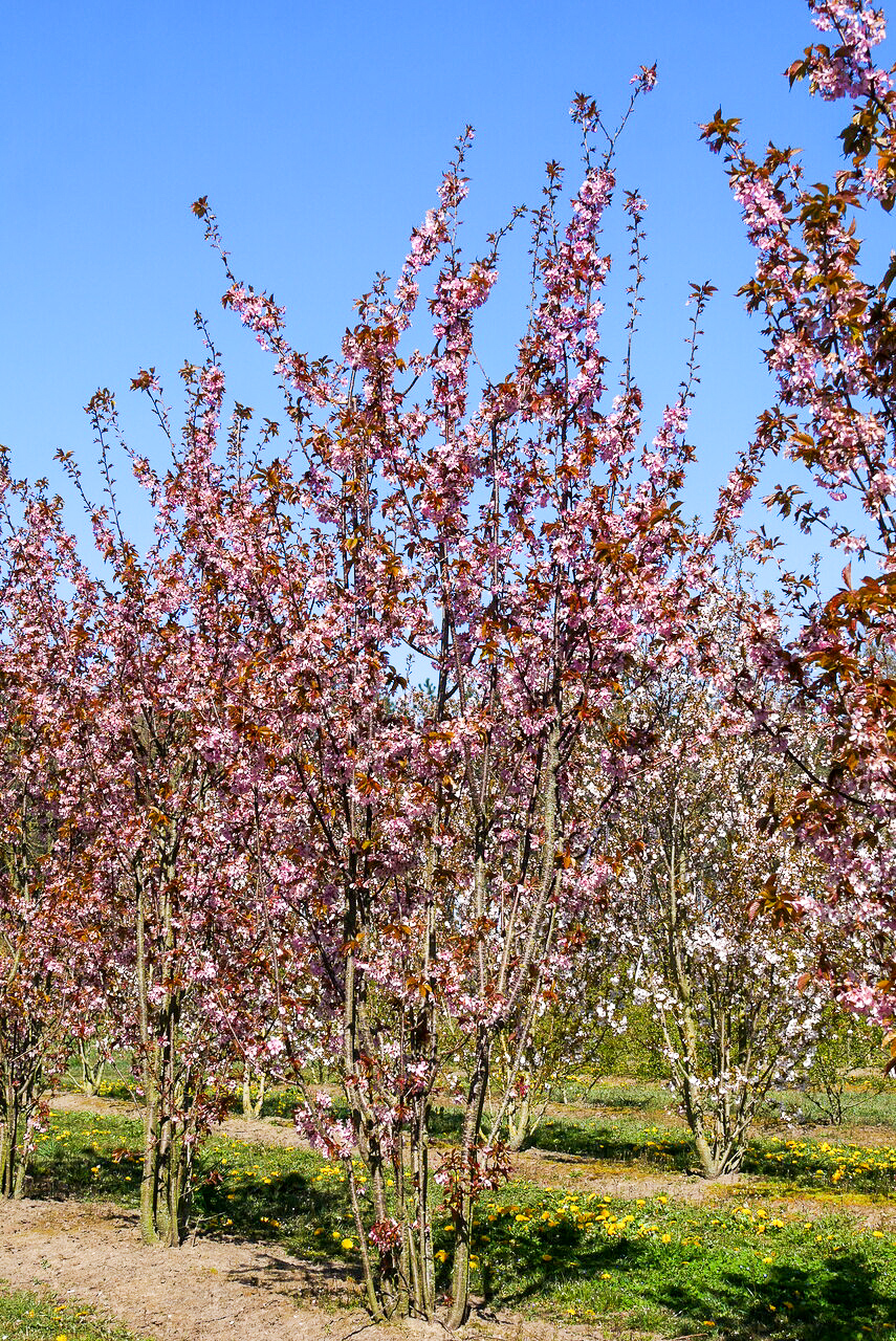 Prunus sargentii 'Rancho' | Prunus sargentii 'Rancho' - Van den Berk Nurseries