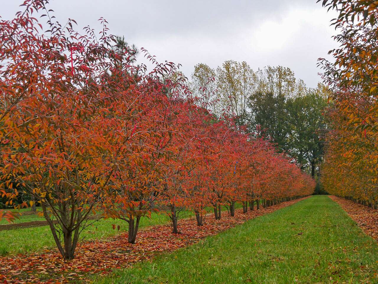 Prunus 'The Bride' | Prunus 'The Bride' - Van den Berk Nurseries