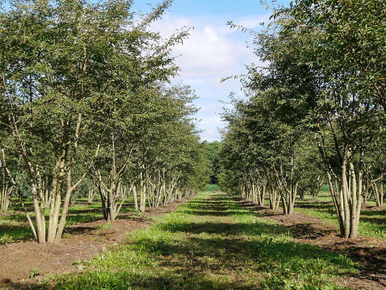 Prunus 'The Bride' | Prunus 'The Bride' - Van den Berk Nurseries