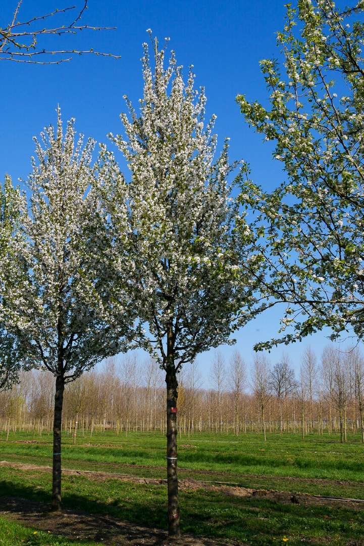 Prunus 'Umineko' | Prunus 'Umineko' - Van den Berk Nurseries