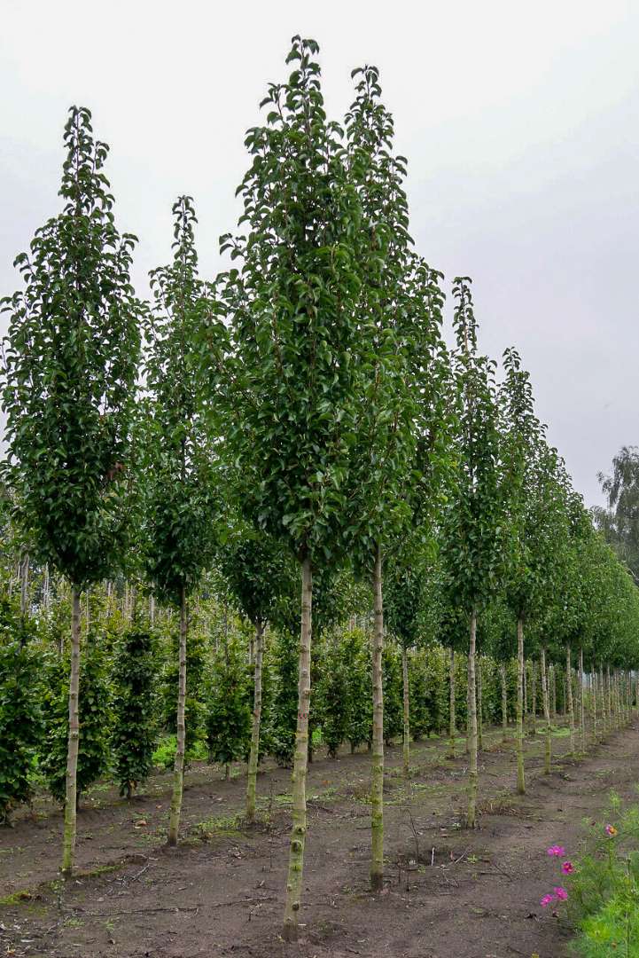 Pyrus calleryana 'Chanticleer' | Pyrus calleryana 'Chanticleer' - Van ...